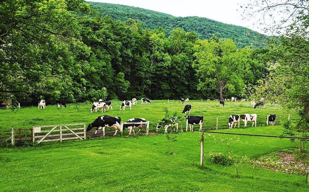 Local Milk: 4 Deliciously Simple Reasons Why It Matters in 2023